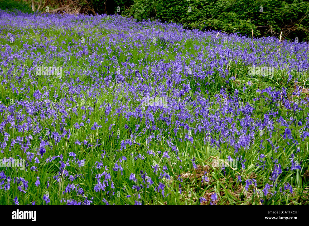 Bluebells in a field Stock Photo - Alamy