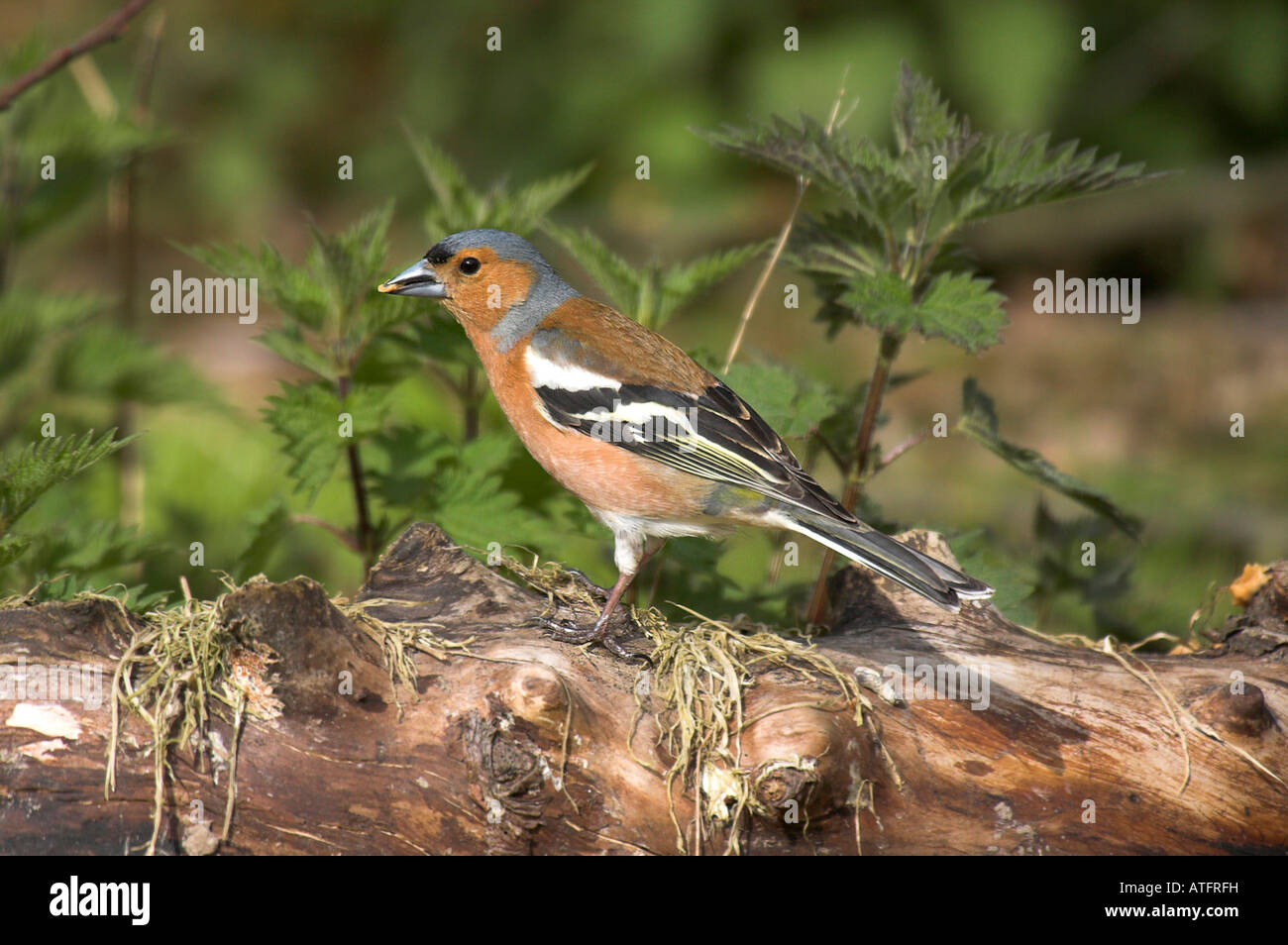 Creatures of the british isles hi-res stock photography and images - Alamy