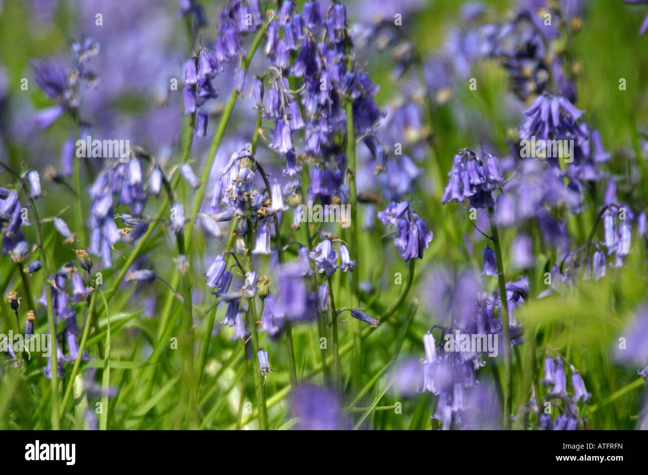 Bluebells in a field Stock Photo - Alamy