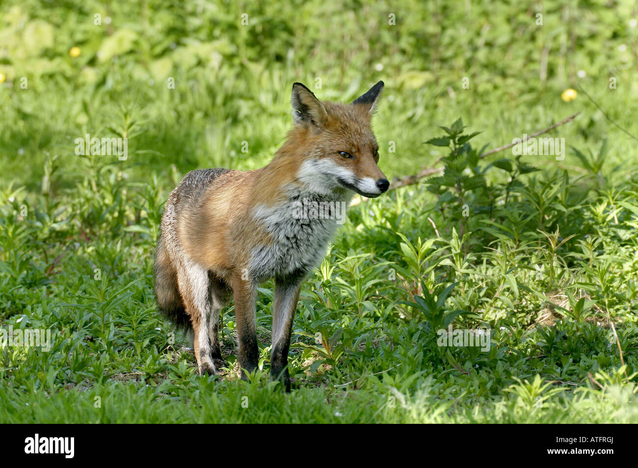 Red fox hunting Stock Photo - Alamy