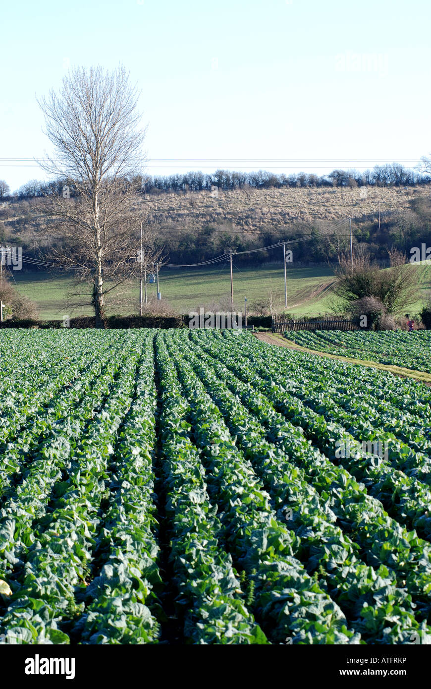 Spring greens crop at Offenham, Vale of Evesham, Worcestershire ...