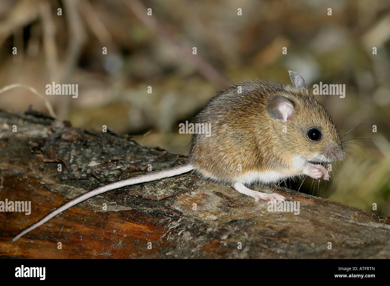 Field mouse hi-res stock photography and images - Alamy