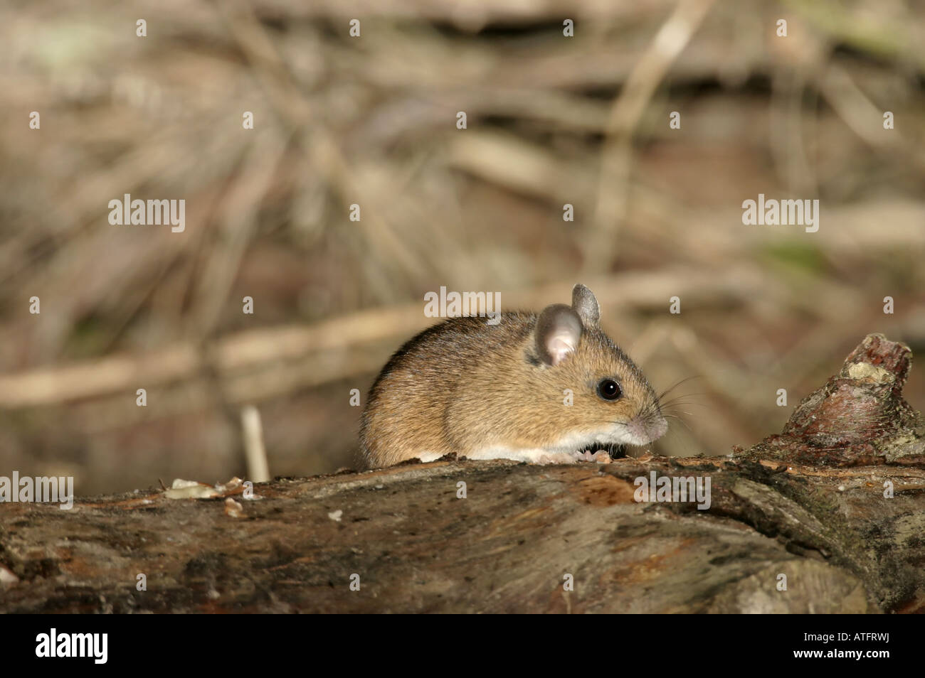 Wood mouse on log Stock Photo - Alamy
