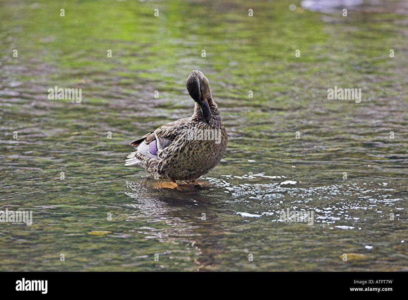 Mallard Anas platyrhynchos female preening Peak District National Park ...