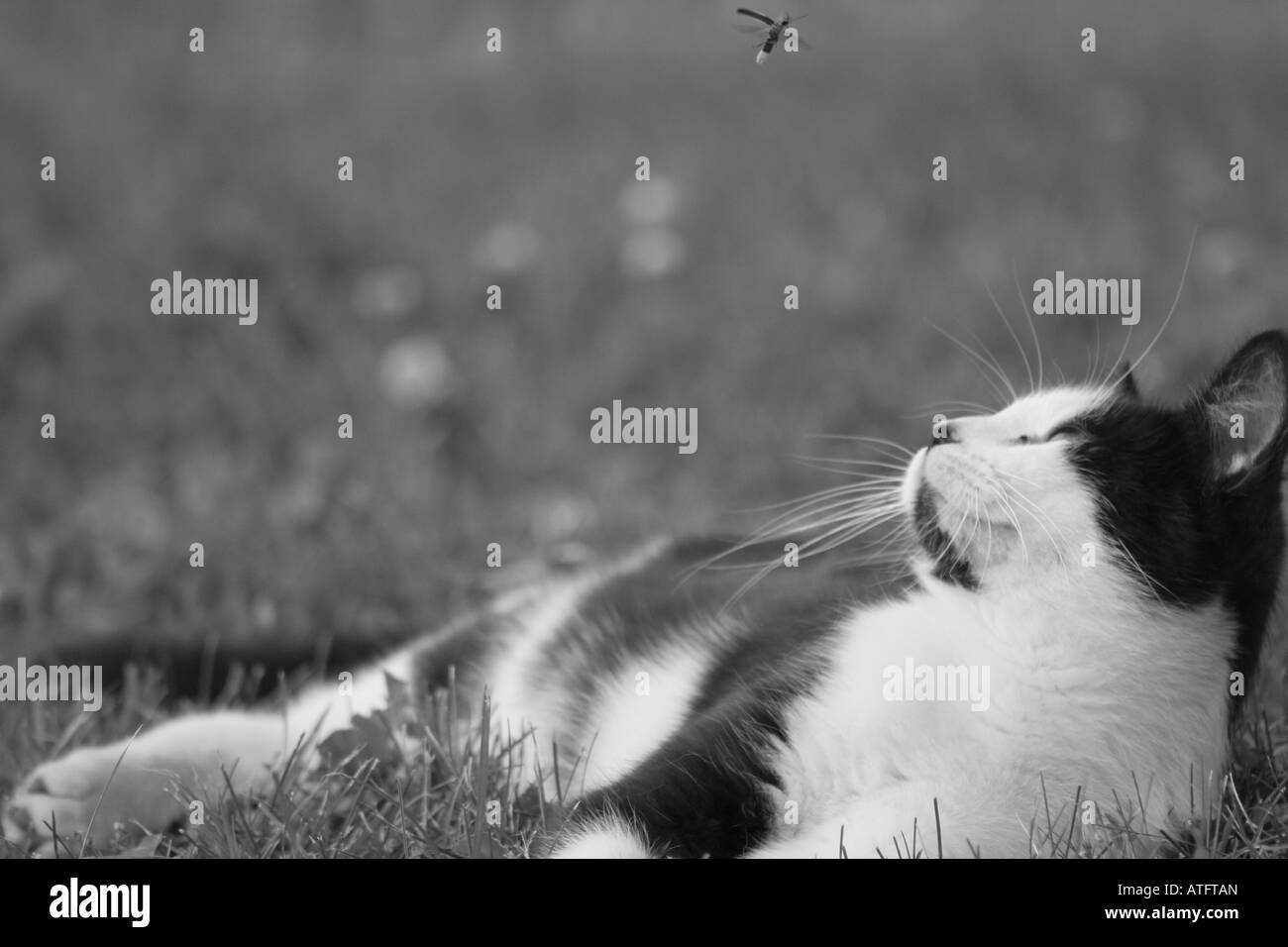 Bug watching hi-res stock photography and images - Alamy