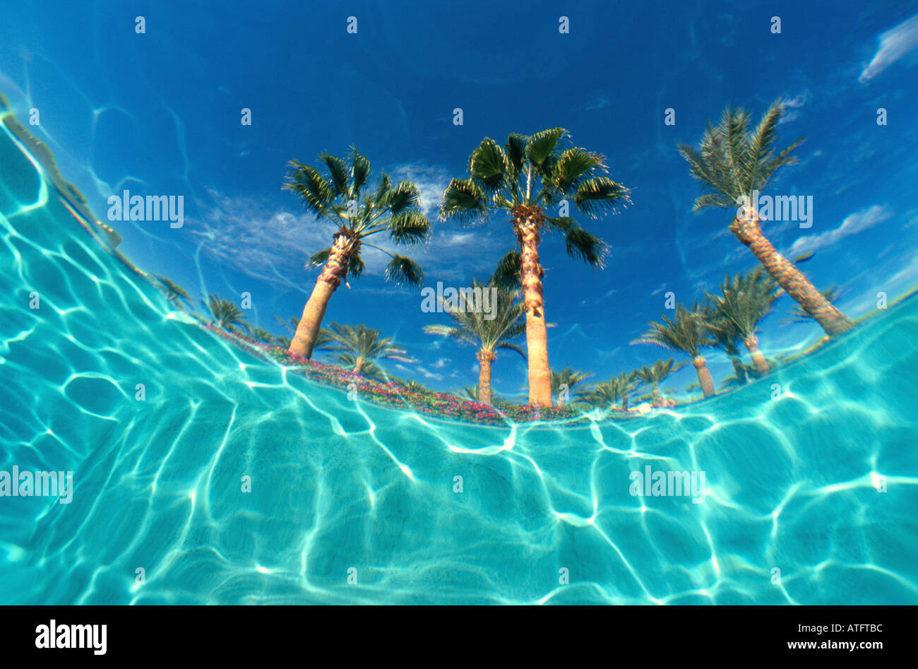 Palm trees seen from underwater in hotel swimming pool blue water blue ...