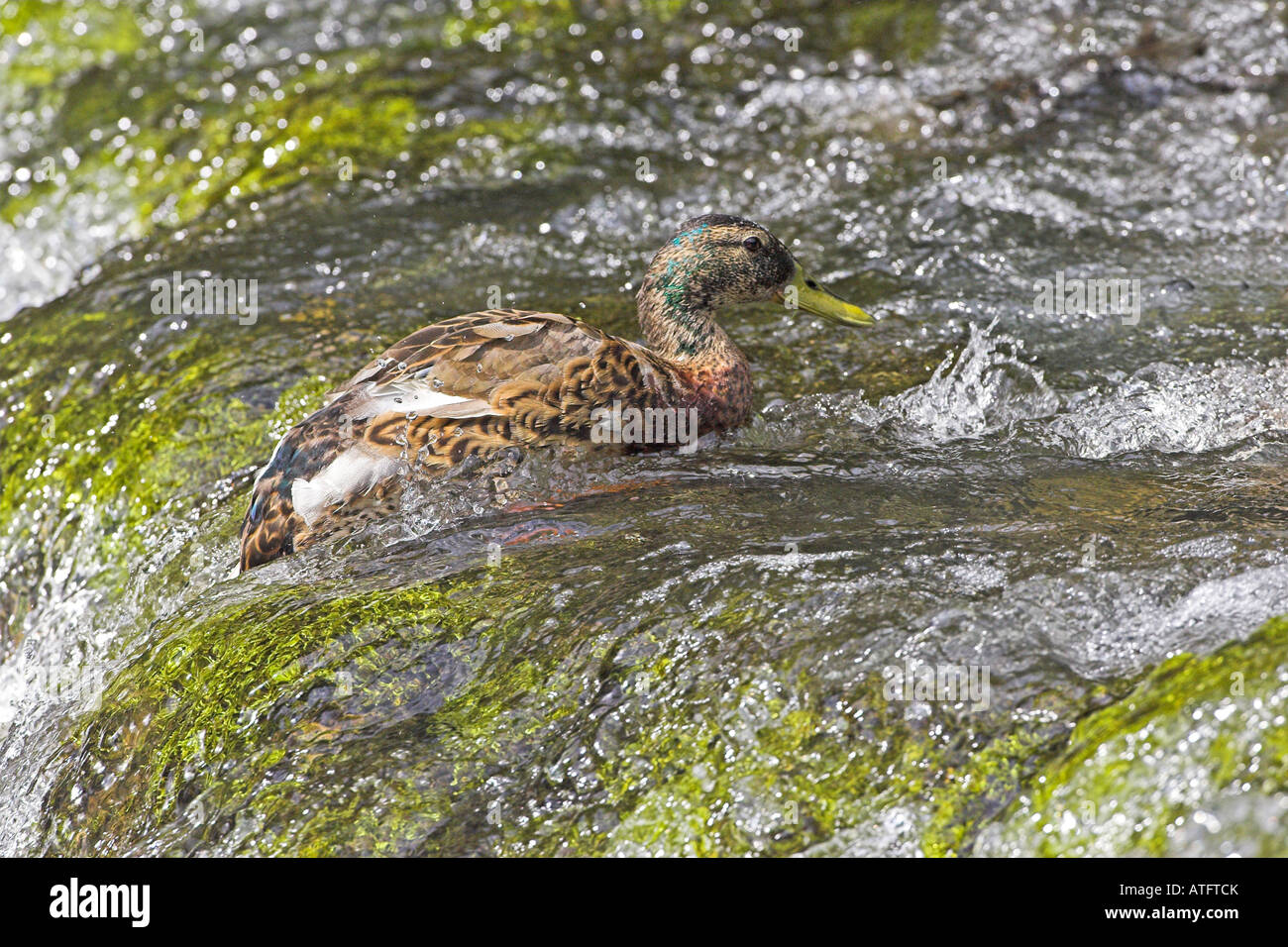 Male mallard in eclipse plumage hi-res stock photography and images - Alamy