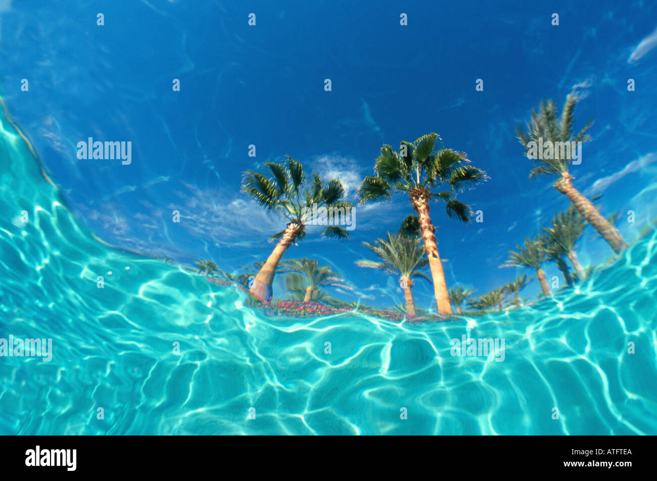 Palm trees seen from underwater in swimming pool blue water blue sky ...