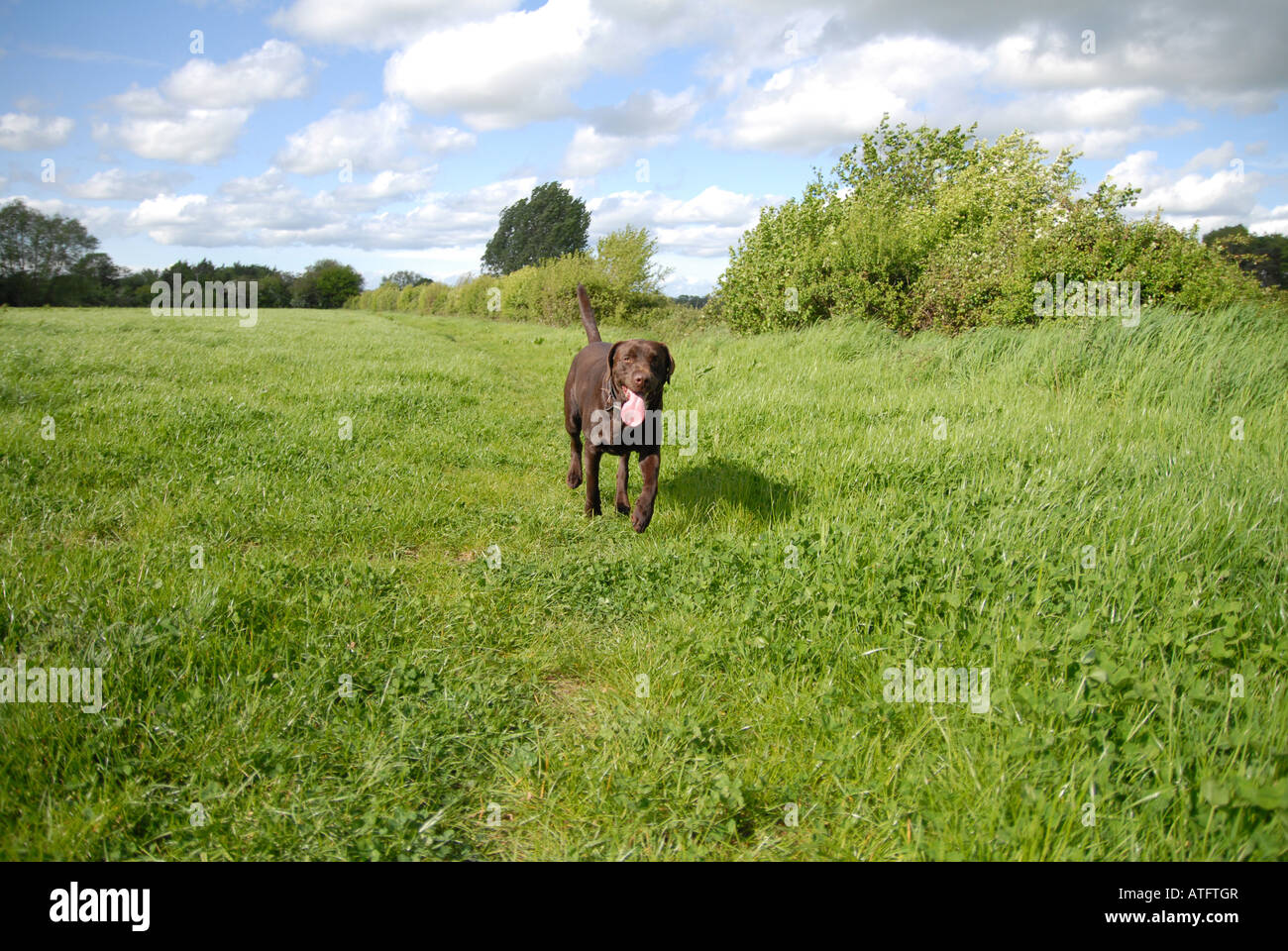 Chocolate Labrador running in field Stock Photo - Alamy