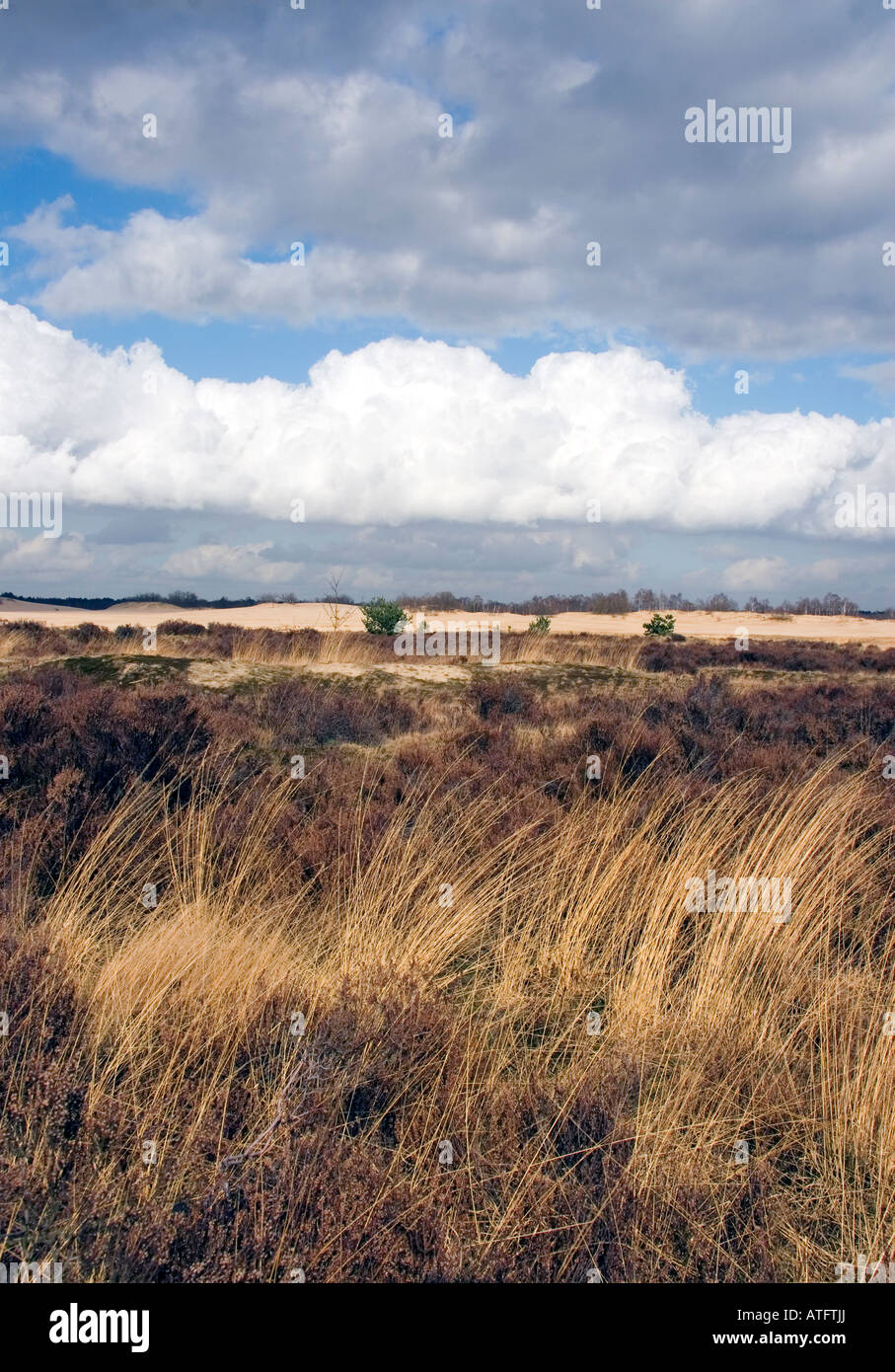 Dunes of Drunen Stock Photo - Alamy