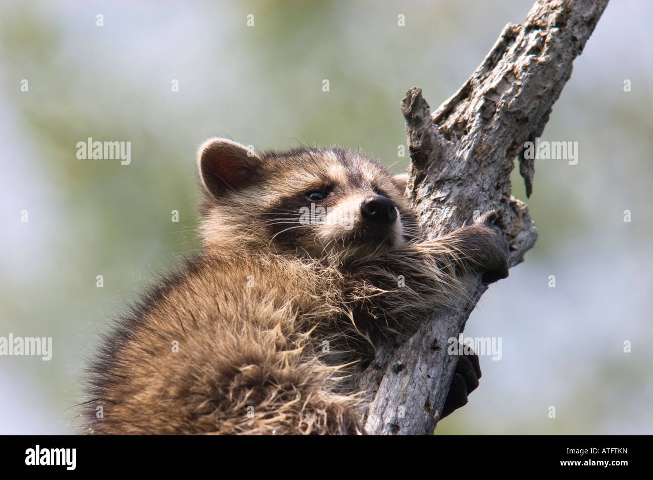 Raccoon baby hi-res stock photography and images - Alamy