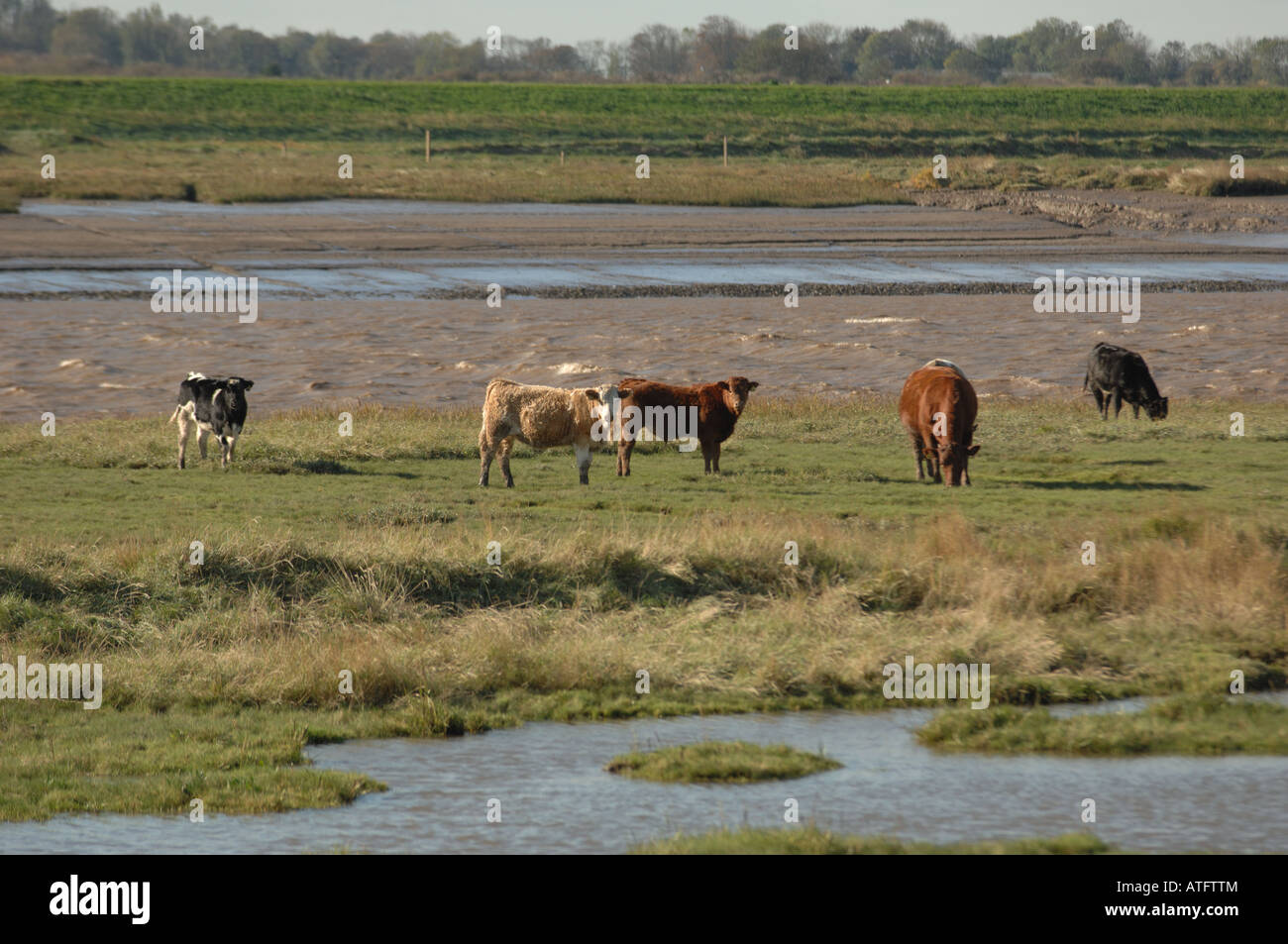Mixed breeds of cattle grazing at The Wash National Nature Reserve ...