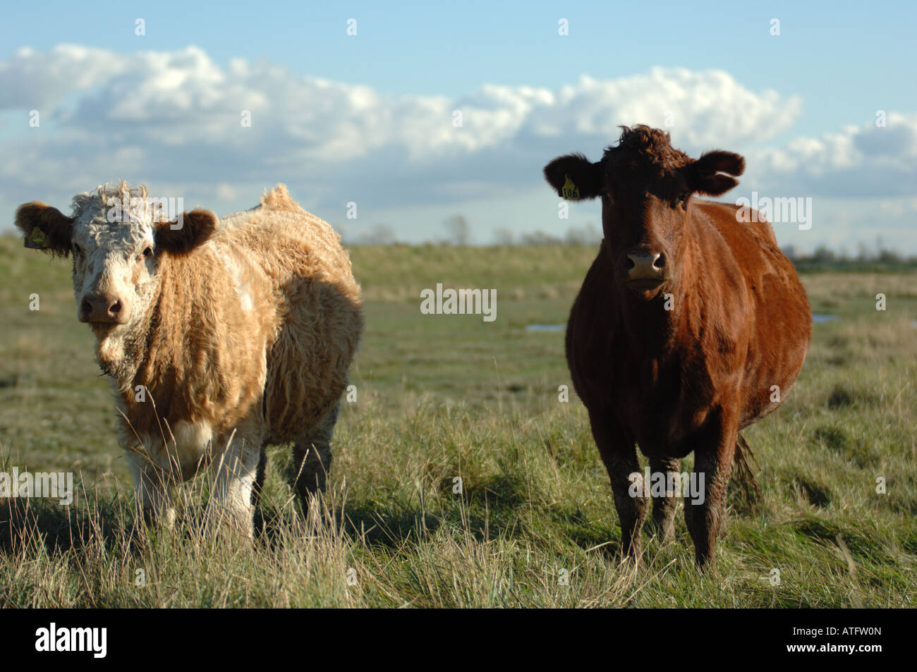 Mixed breeds of cattle grazing at The Wash National Nature Reserve ...