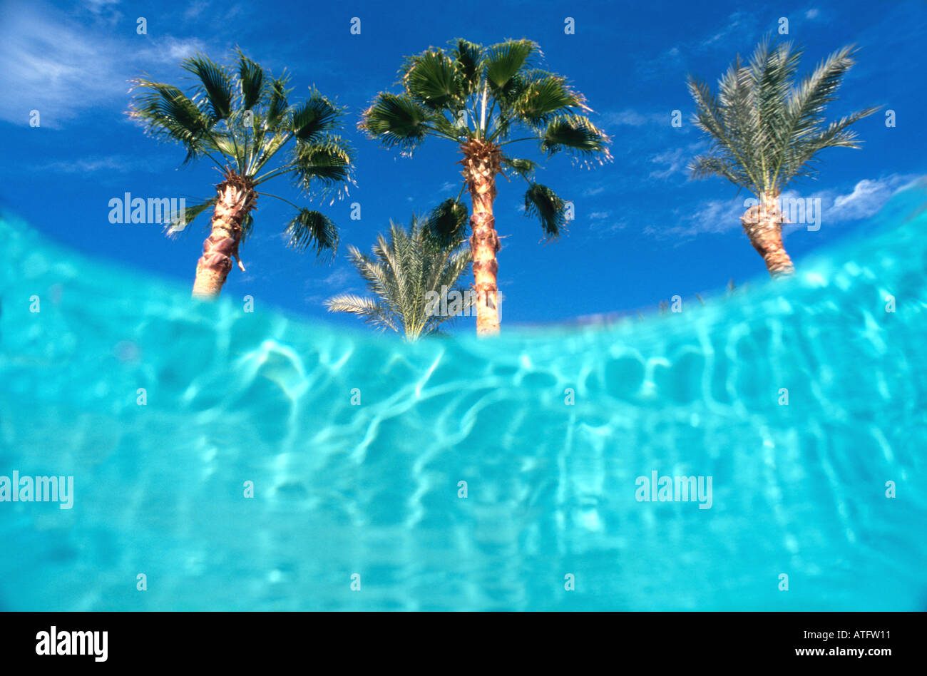 Palm trees seen from underwater in swimming pool blue water blue sky ...
