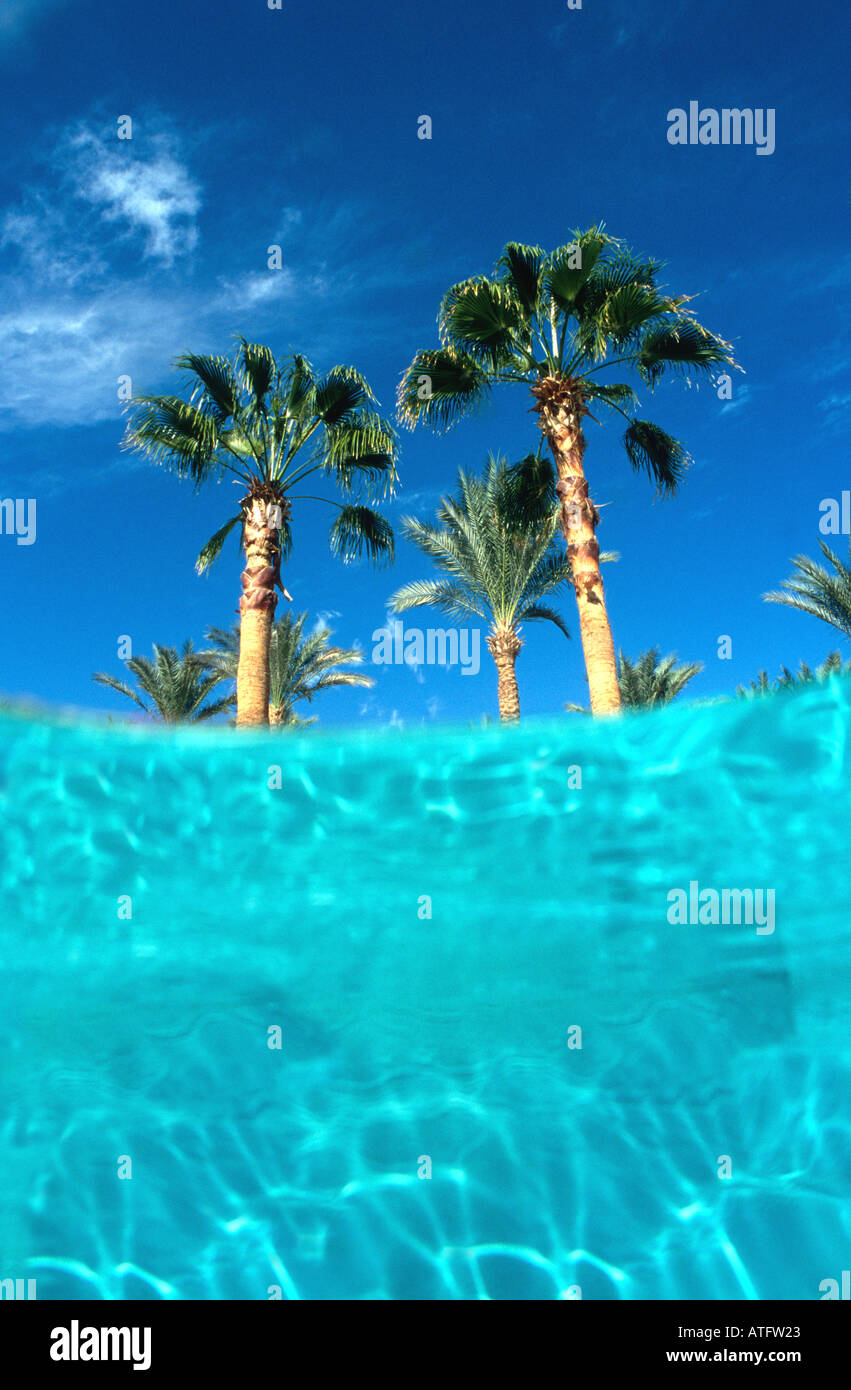 Palm trees seen from underwater in swimming pool blue water blue sky ...