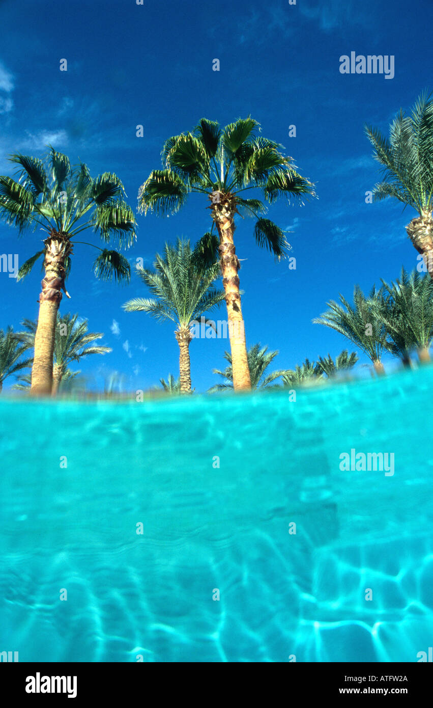 Palm trees seen from underwater in hotel swimming pool blue water blue ...