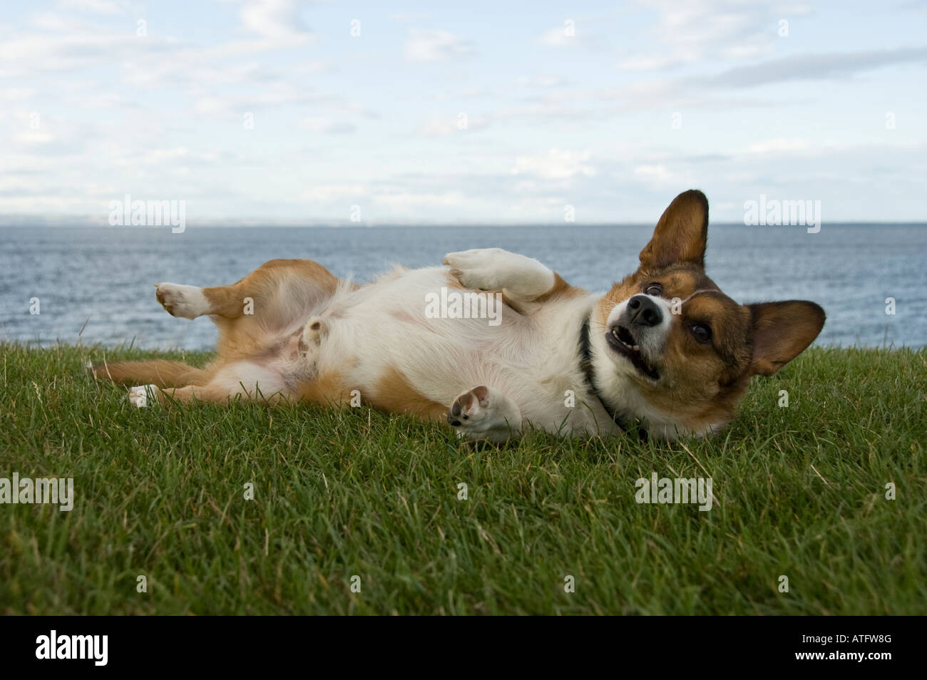 Corgi rolling in the grass hi-res stock photography and images - Alamy