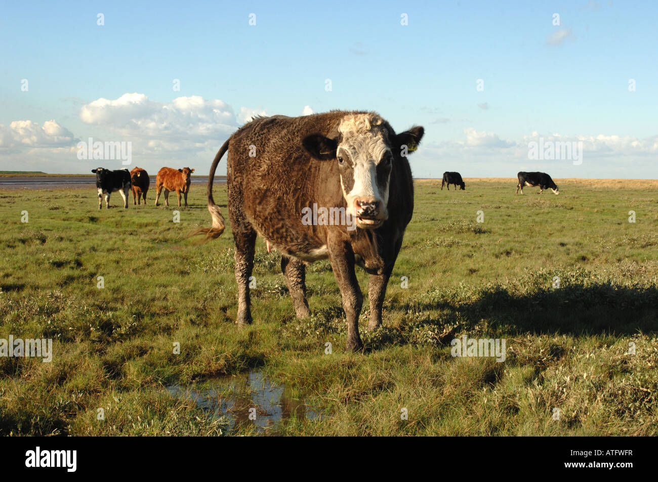 Mixed breeds of cattle grazing at The Wash National Nature Reserve ...