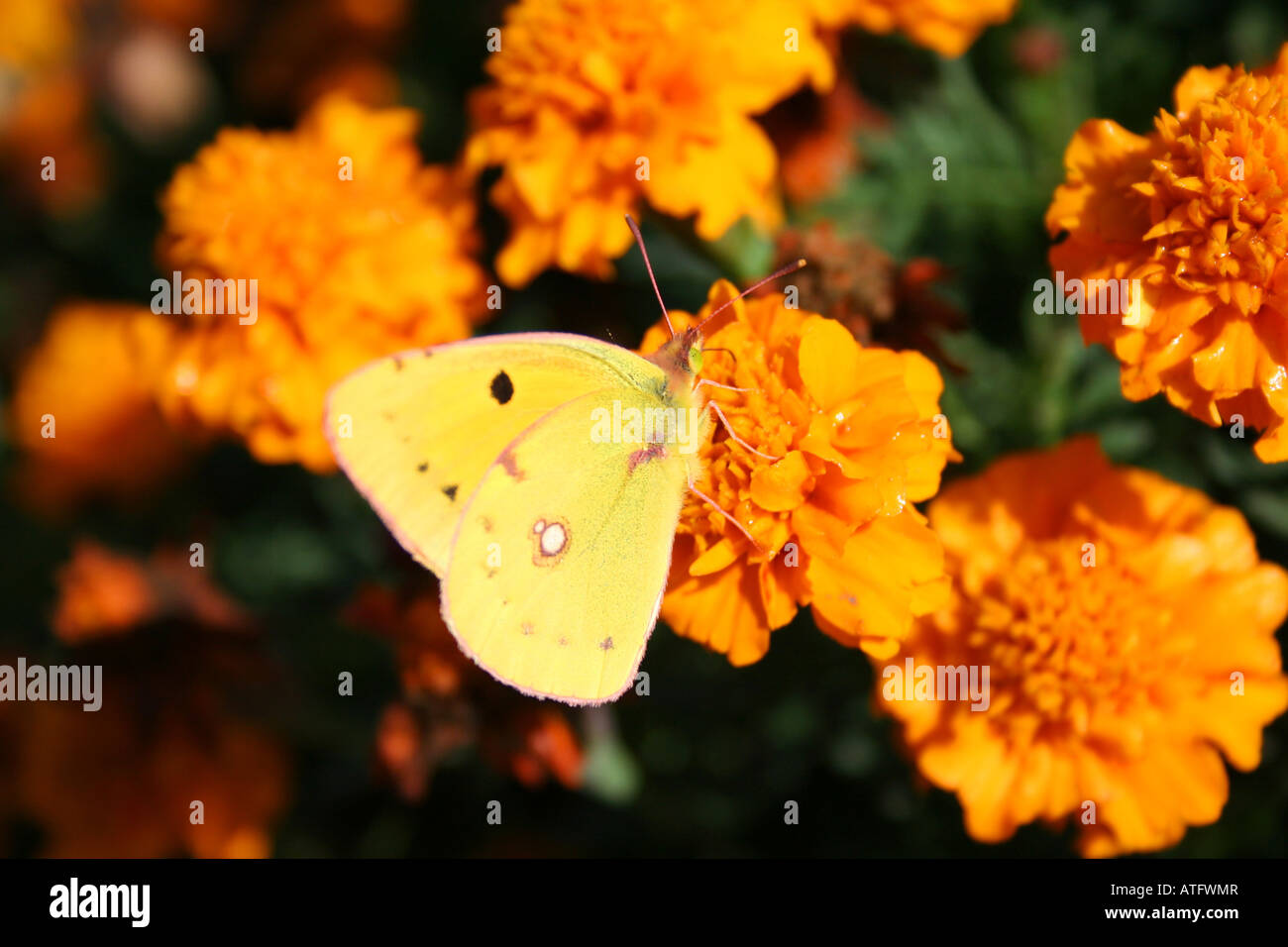 Clouded Sulphur butterfly Lemon colored butterfly over yellow targetes ...