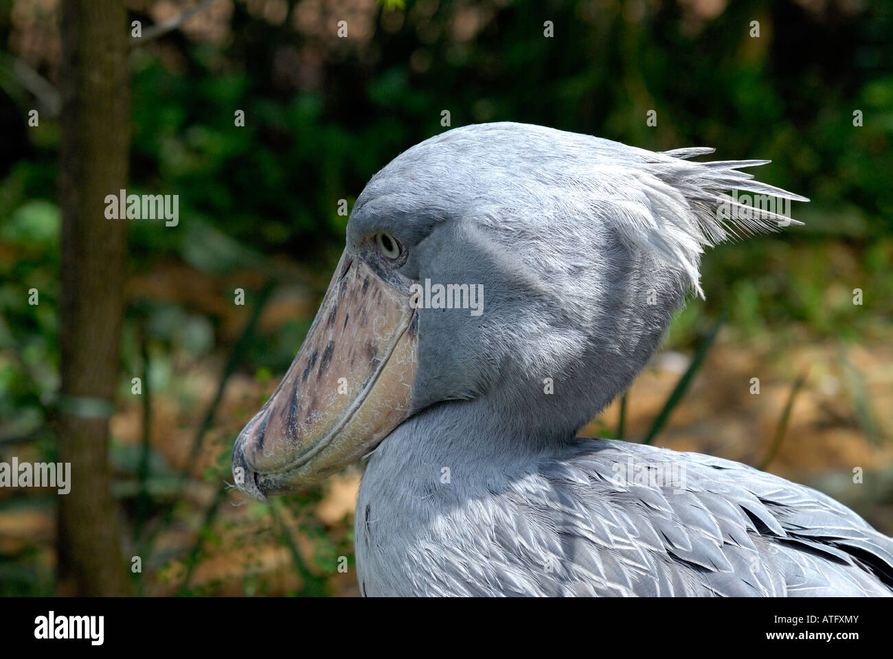Shoebill Jurong Bird Park Singapore Stock Photo - Alamy
