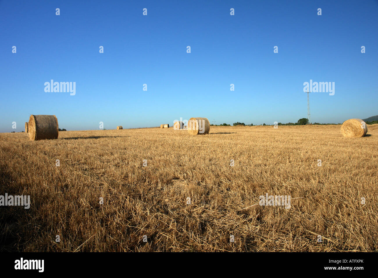 Tone wheat hi-res stock photography and images - Alamy