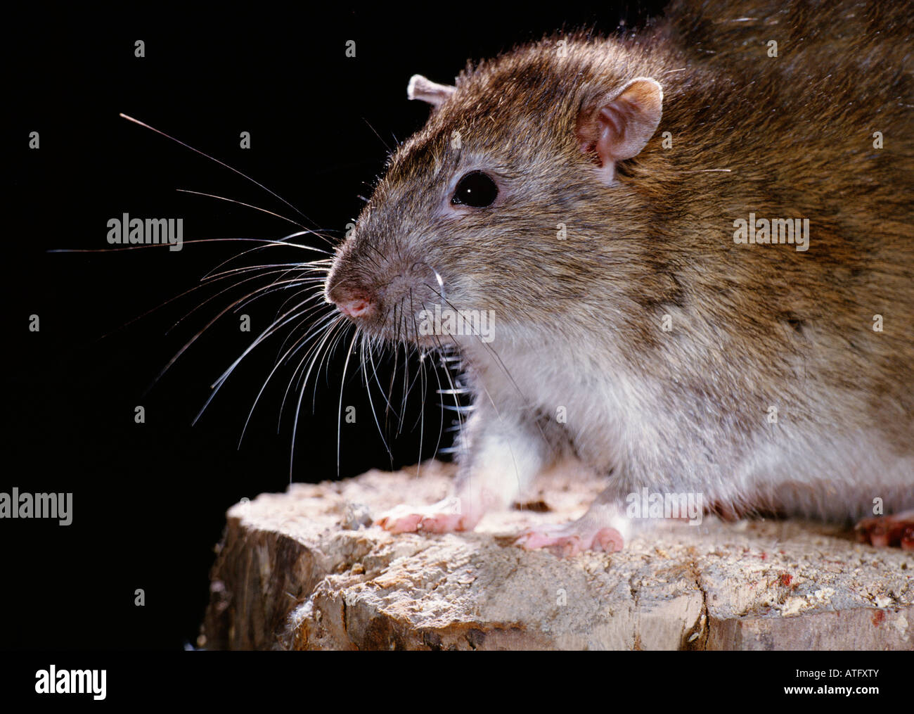 rat surmulot d egout Wanderratte Common Brown Rat Norway Rat Common Rat ...