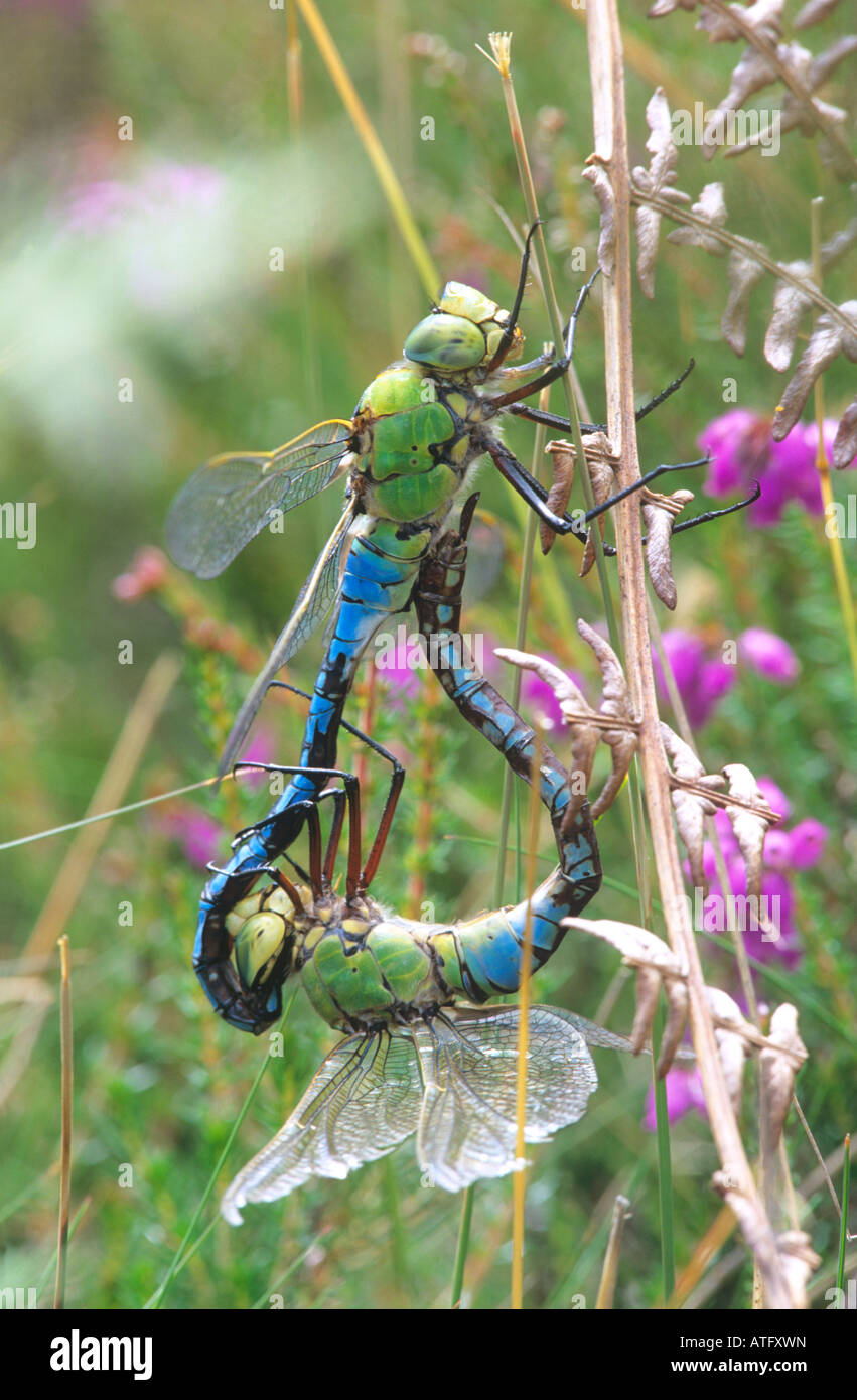 Emperor Dragonflies (Anax imperator) mating Stock Photo - Alamy