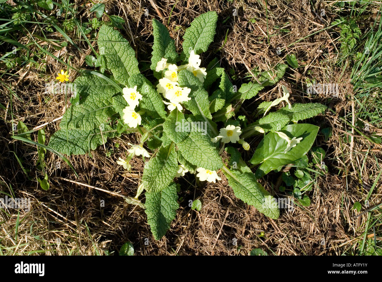 Common Primrose Primula vulgaris, Wales Stock Photo - Alamy