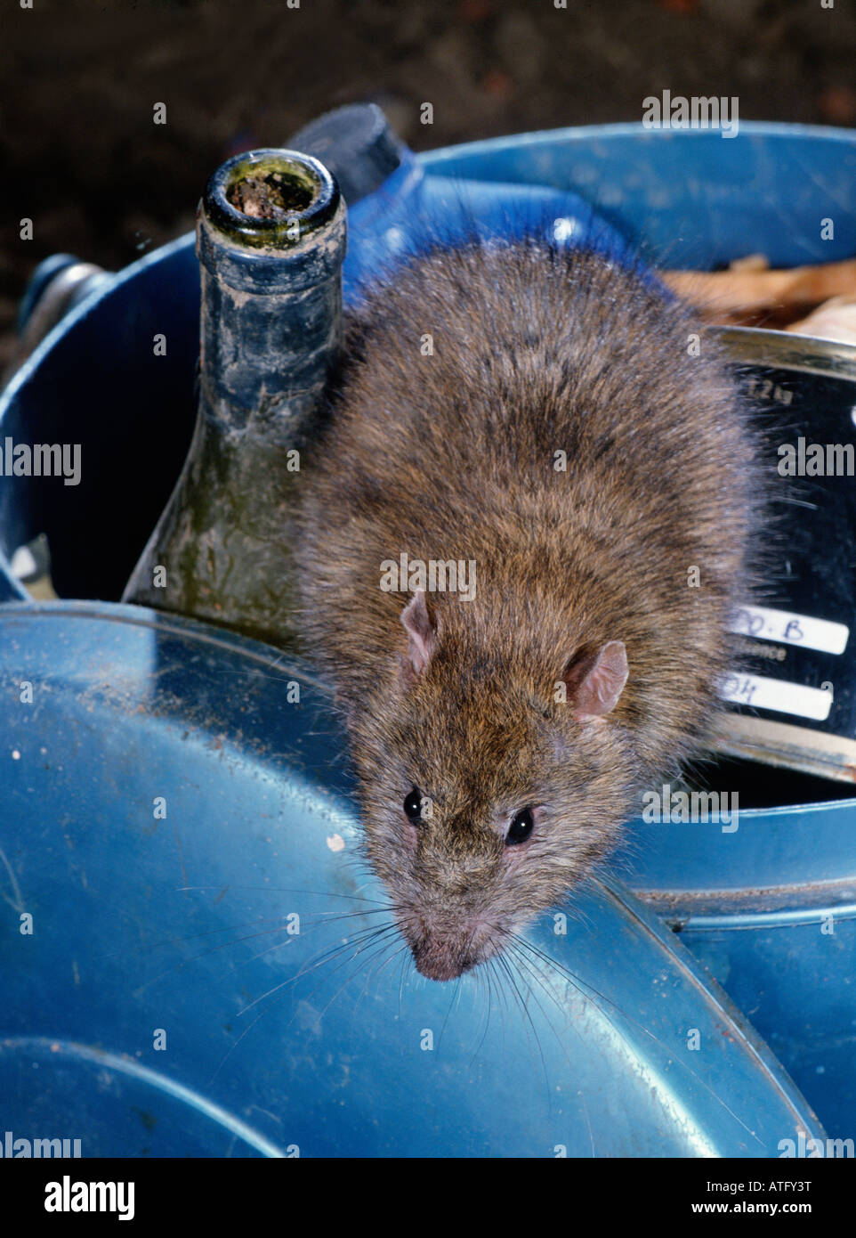 rat surmulot d egout Wanderratte Common Brown Rat Norway Rat Common Rat ...