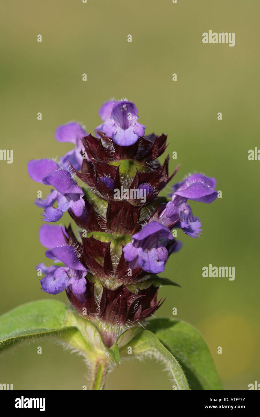 Prunella vulgaris flowers hi-res stock photography and images - Alamy
