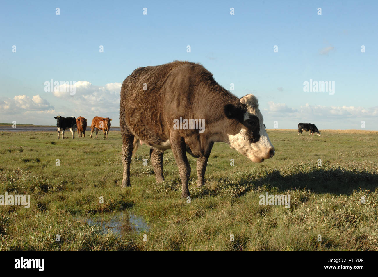 Mixed breeds of cattle grazing at The Wash National Nature Reserve ...