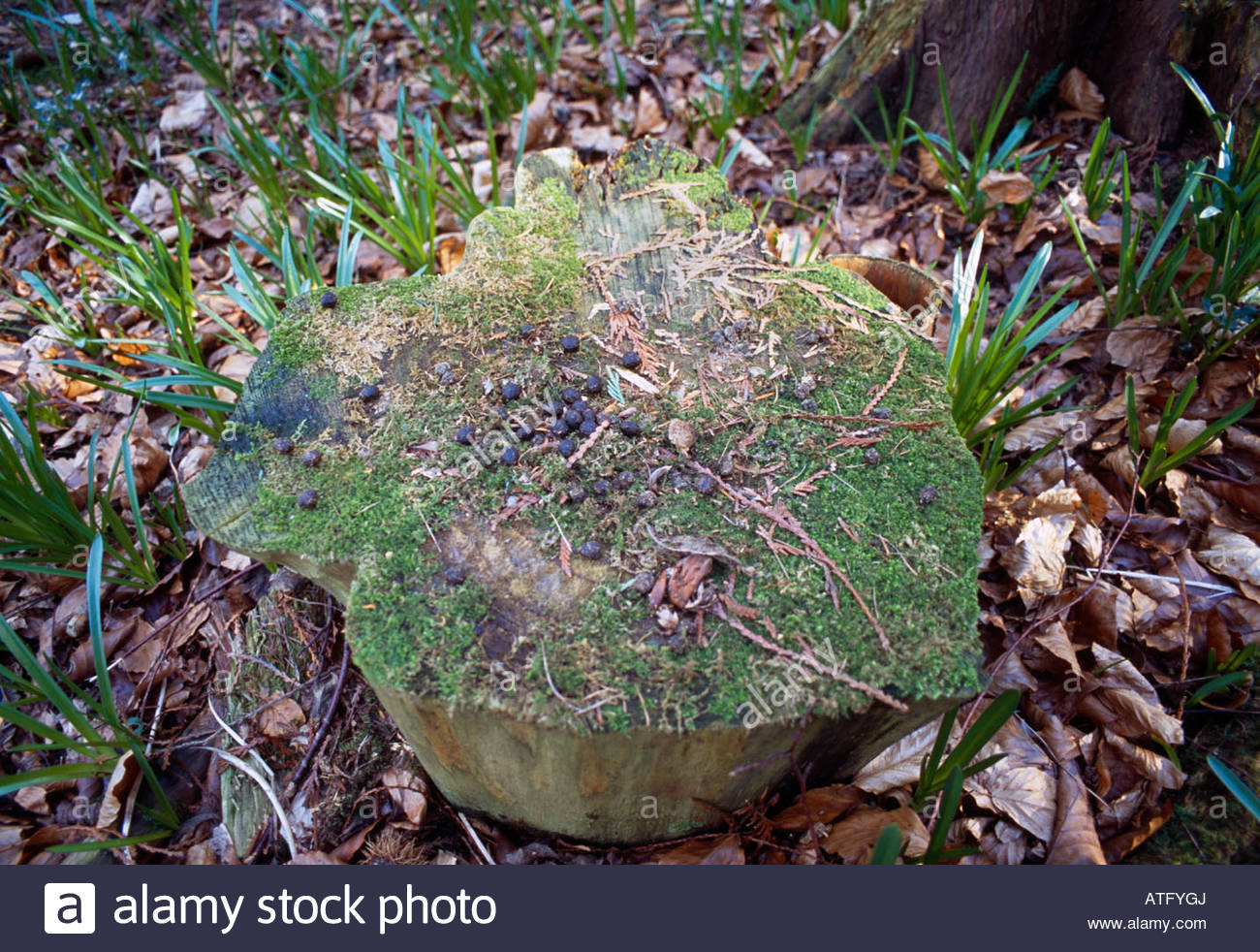 Animal Droppings Stock Photos & Animal Droppings Stock Images - Alamy