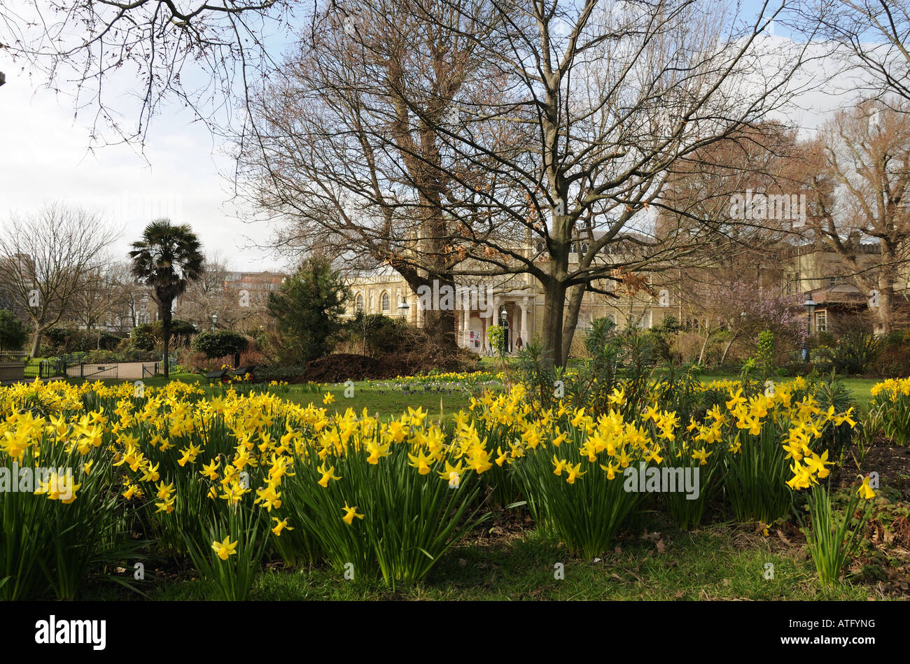Daffodils in Brighton Pavilion Gardens, Early spring, England Stock ...