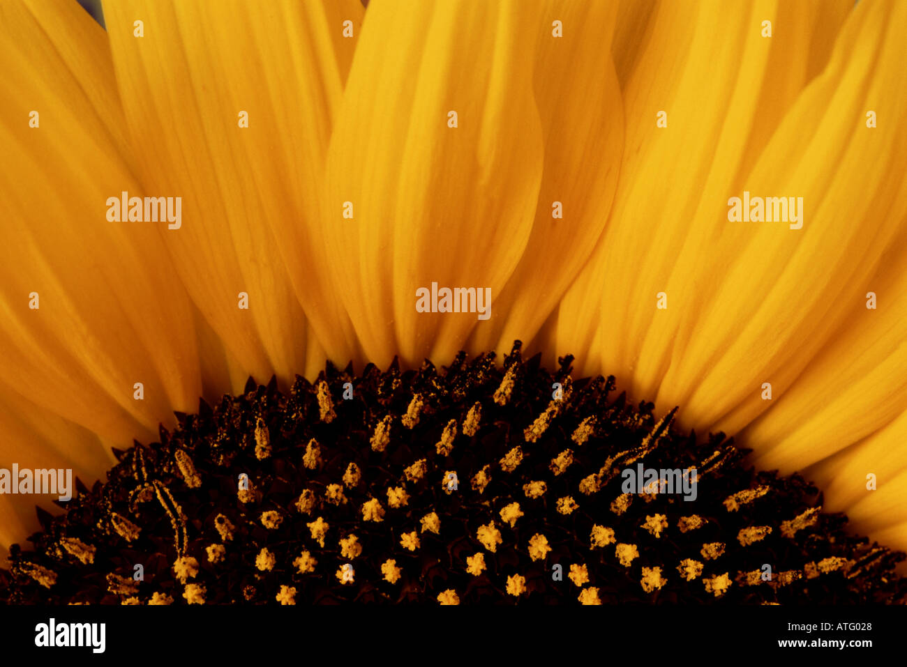 Sunflower close up Helianthus annuus Stock Photo - Alamy