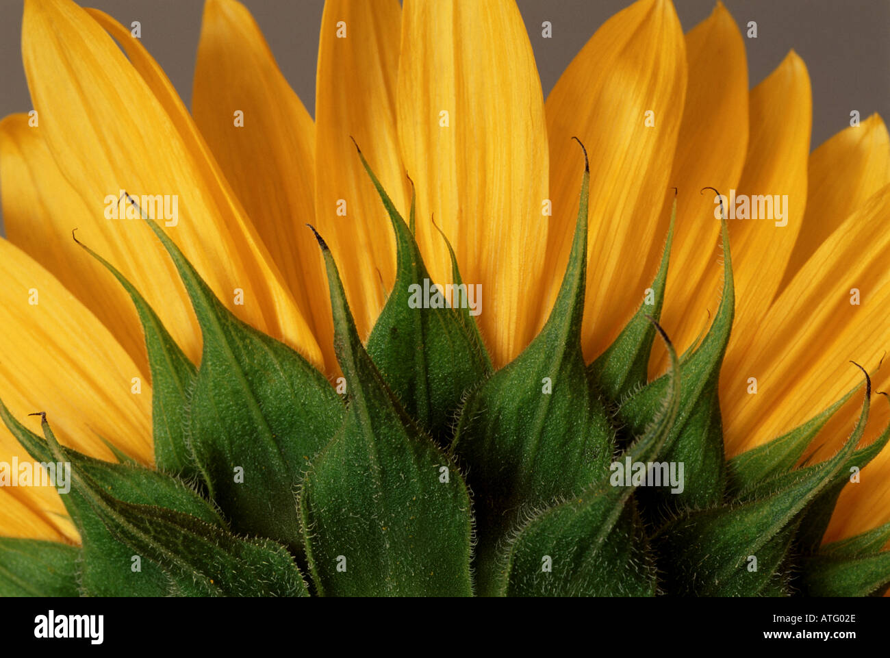 Sunflower close up Helianthus annuus Stock Photo - Alamy
