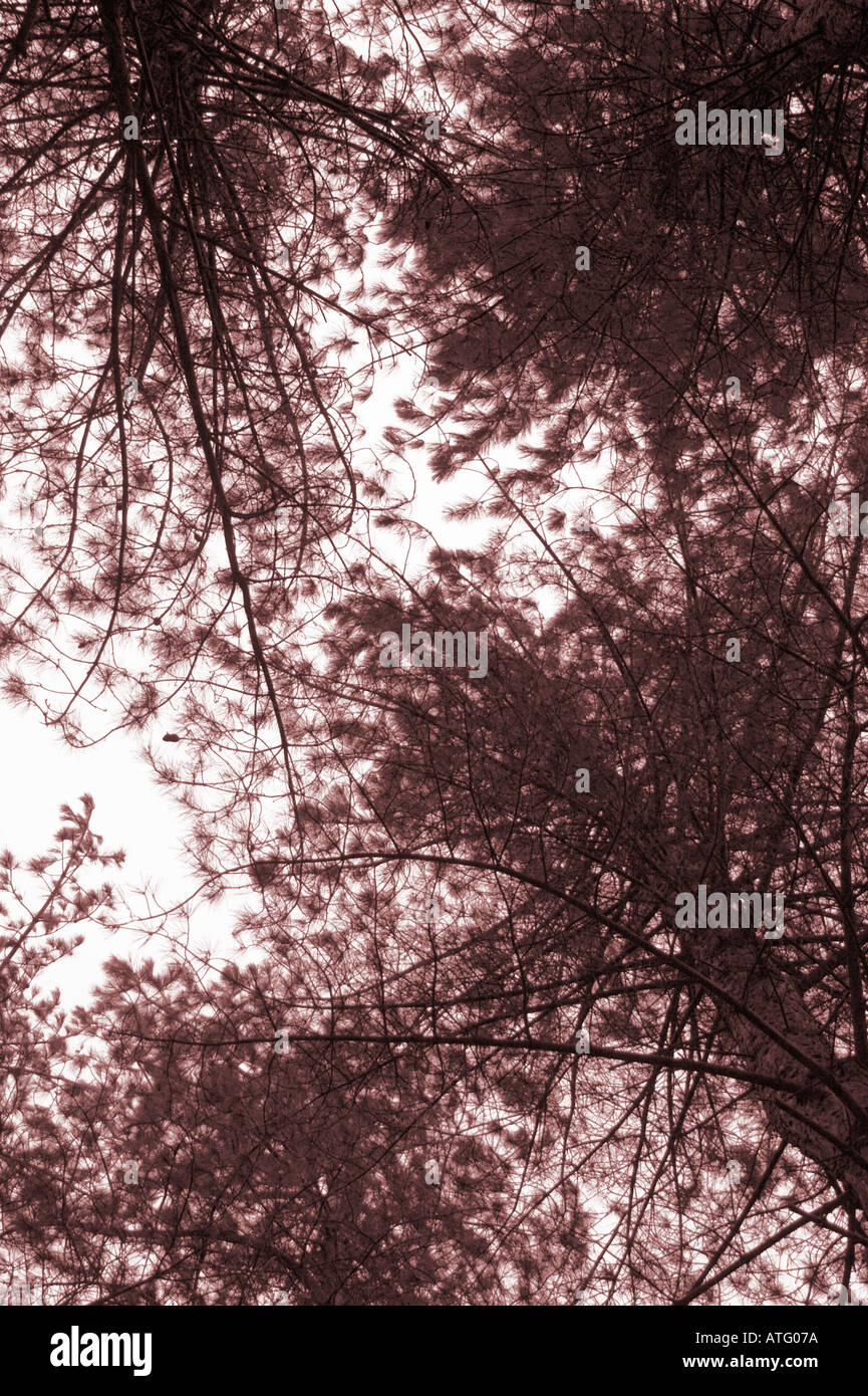 View upwards through fir tree canopy texture Stock Photo - Alamy