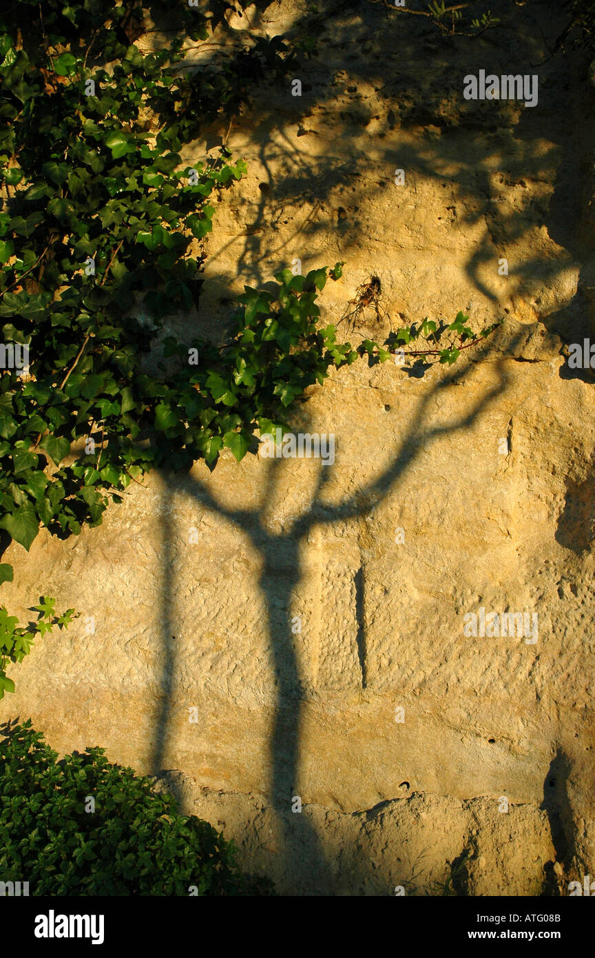 Overshadowed by tree hi-res stock photography and images - Alamy