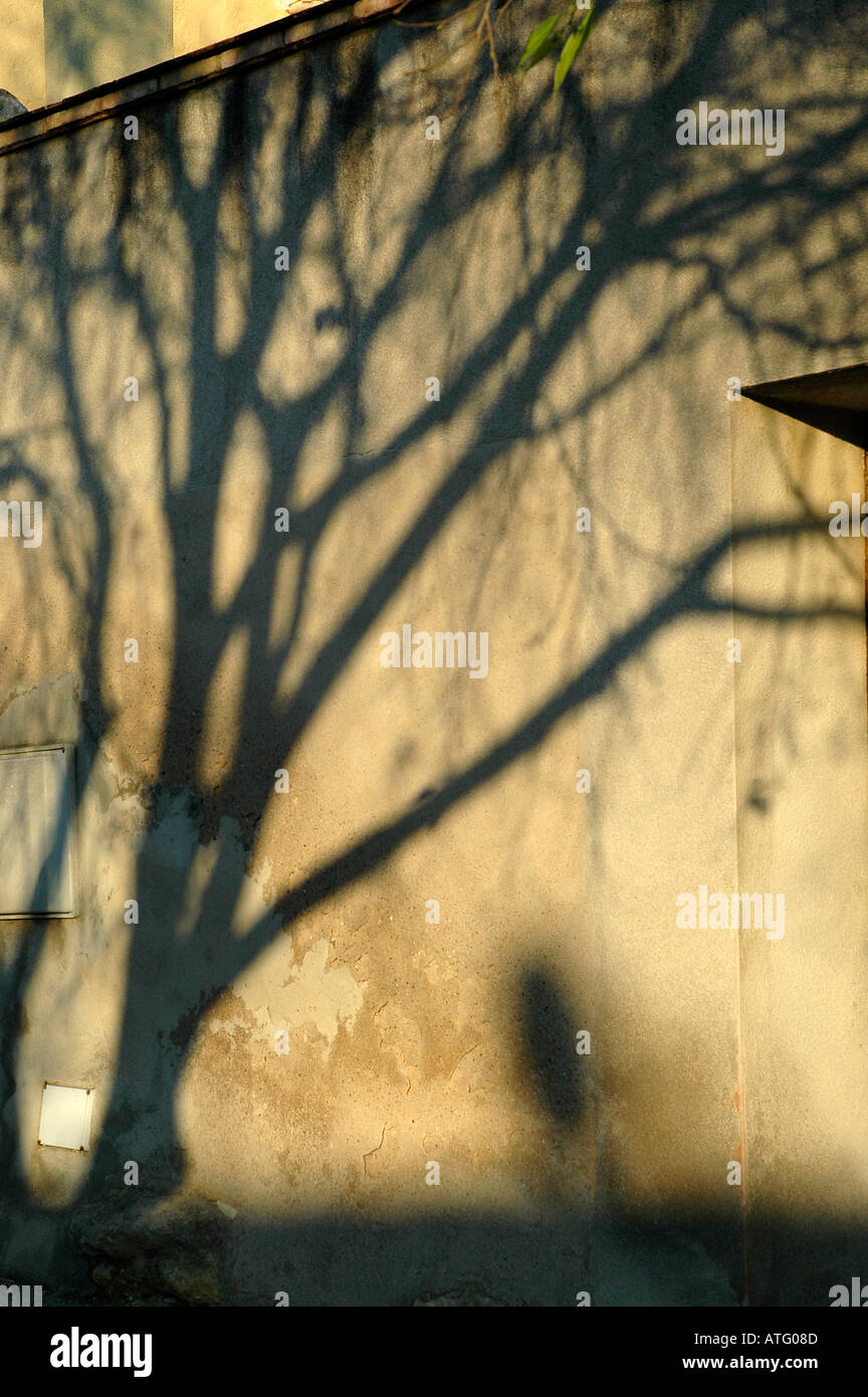 Overshadowed by tree hi-res stock photography and images - Alamy