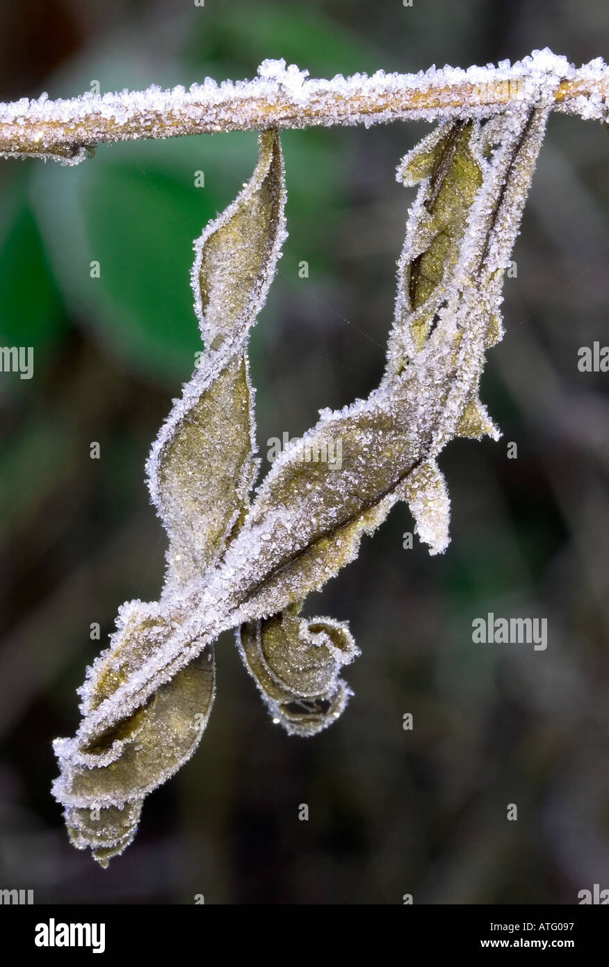 Intertwined leaves hi-res stock photography and images - Alamy