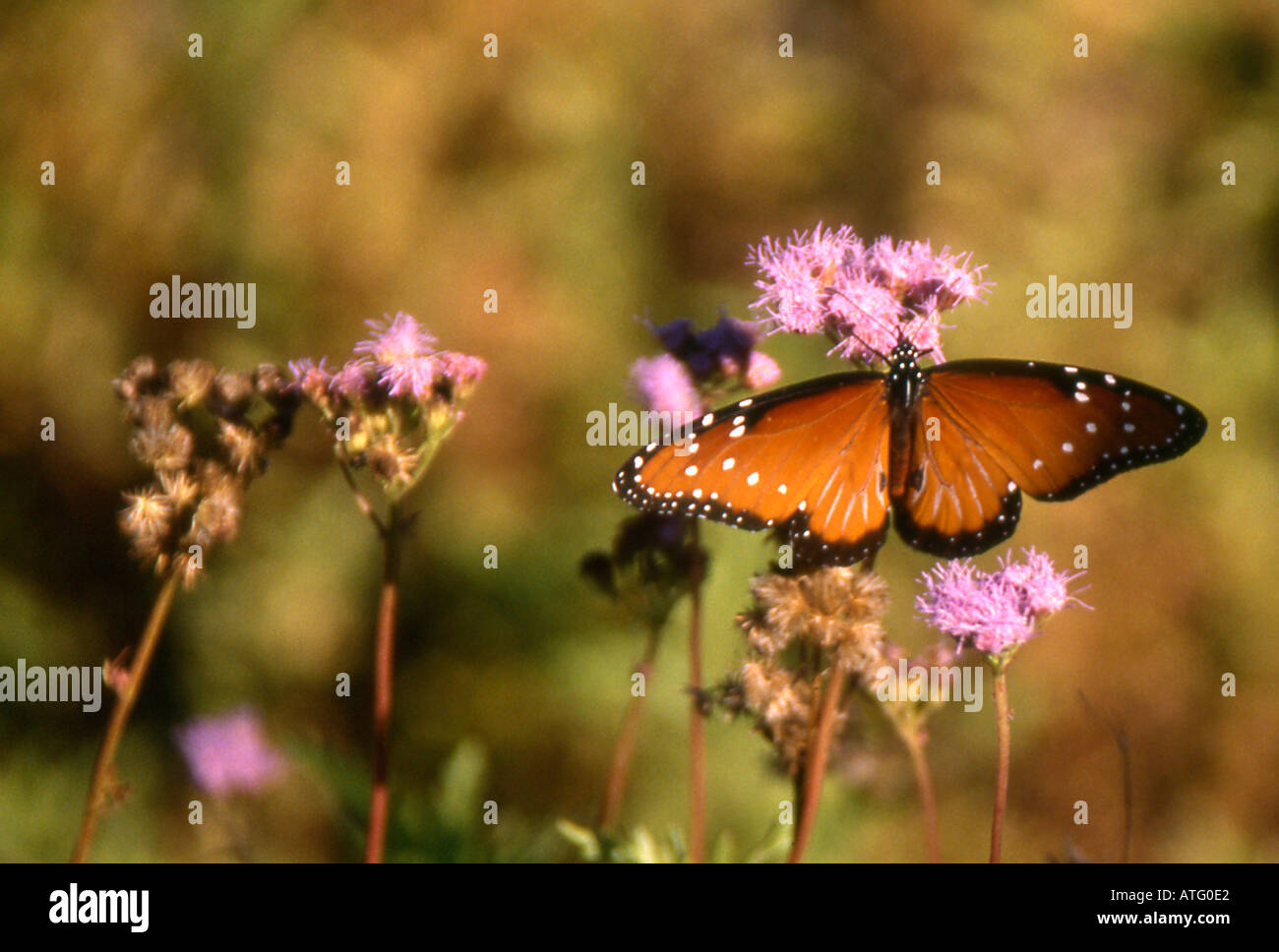 Queen butterfly danaus gilippus hi-res stock photography and images - Alamy