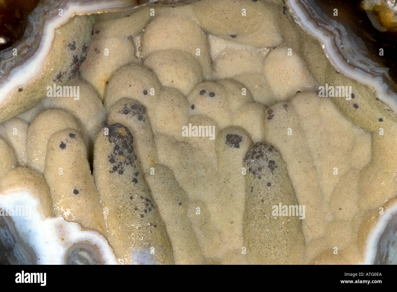 Internal view of agate mineral crystals in stalactite formation Stock ...