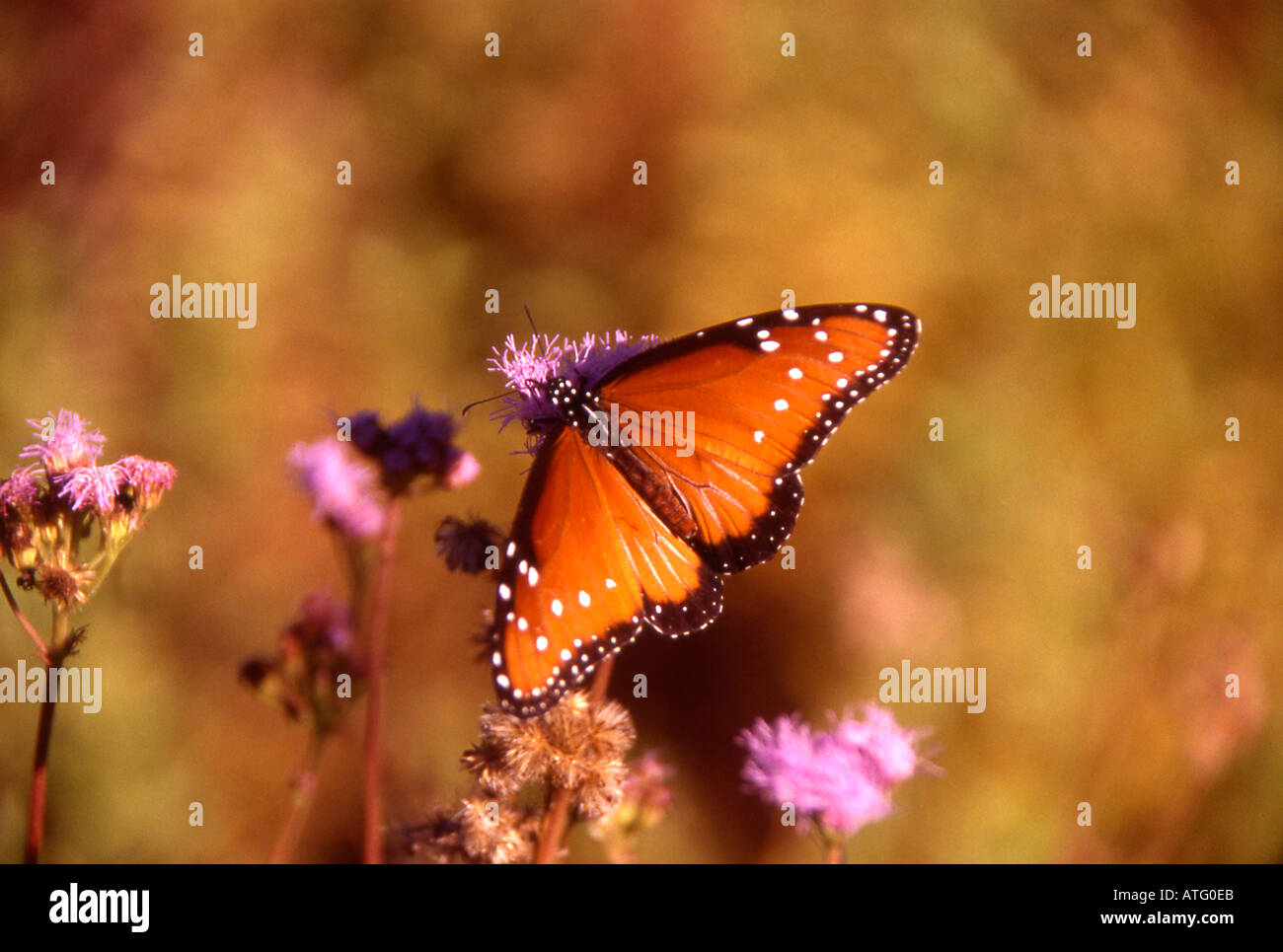 Queen butterfly hi-res stock photography and images - Alamy
