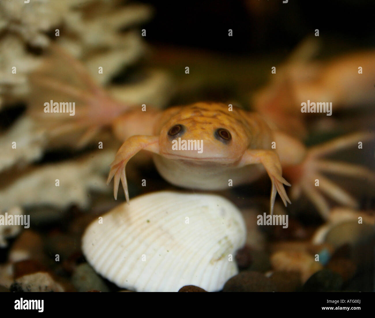 Xenopus hi-res stock photography and images - Alamy