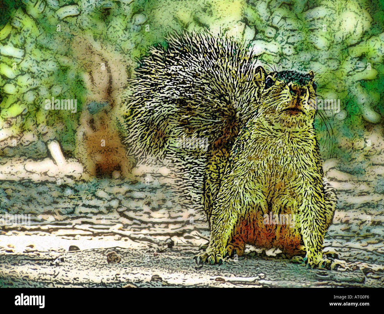 Artistic squirrel hi-res stock photography and images - Alamy