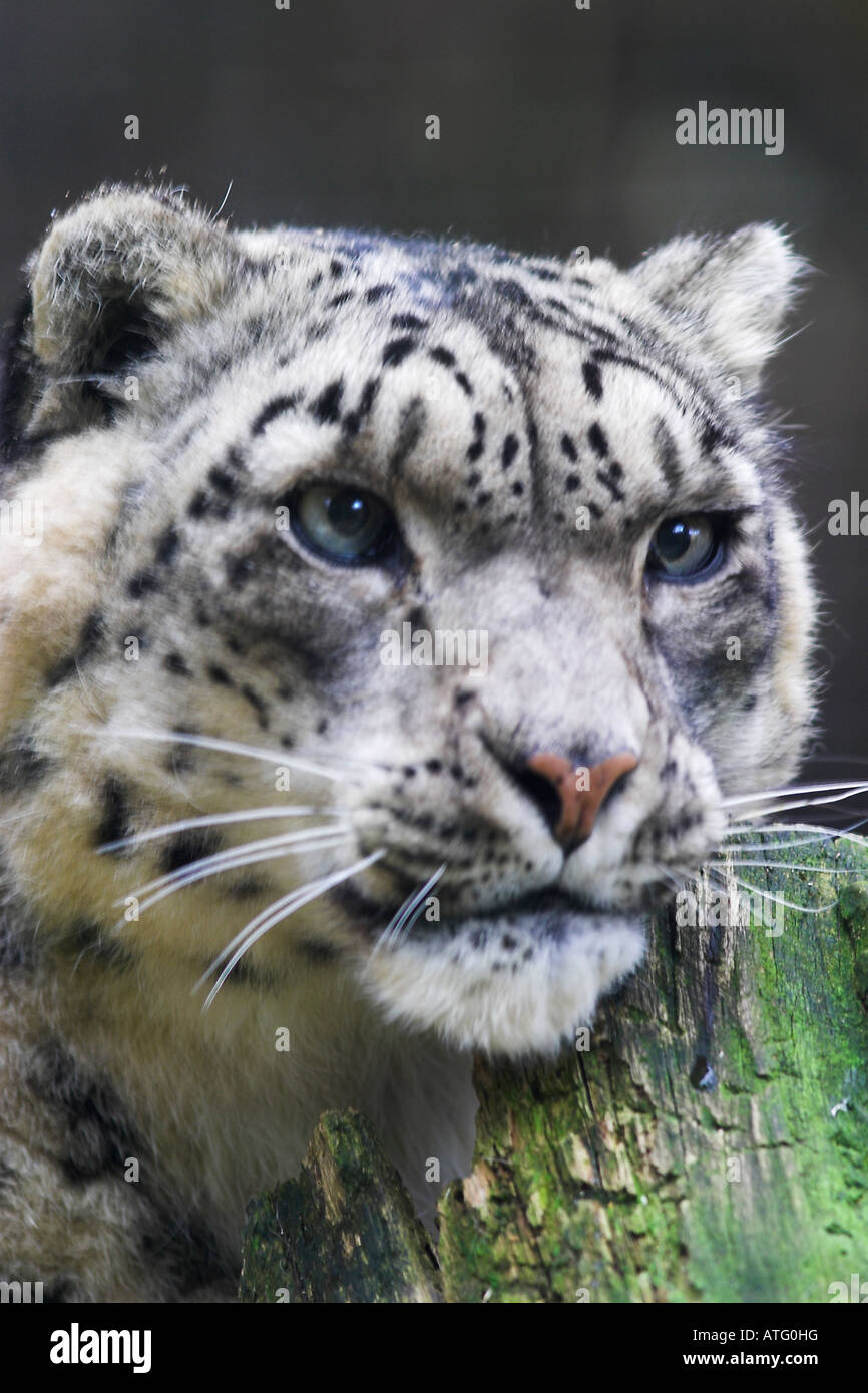 Scratchs the snow hi-res stock photography and images - Alamy