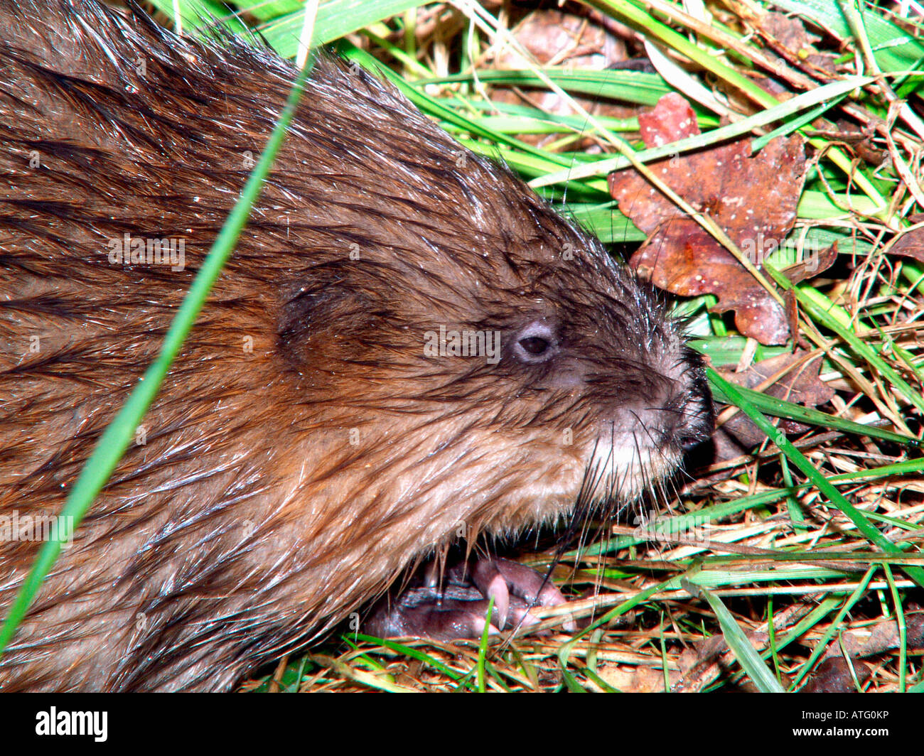 Musque hi-res stock photography and images - Alamy