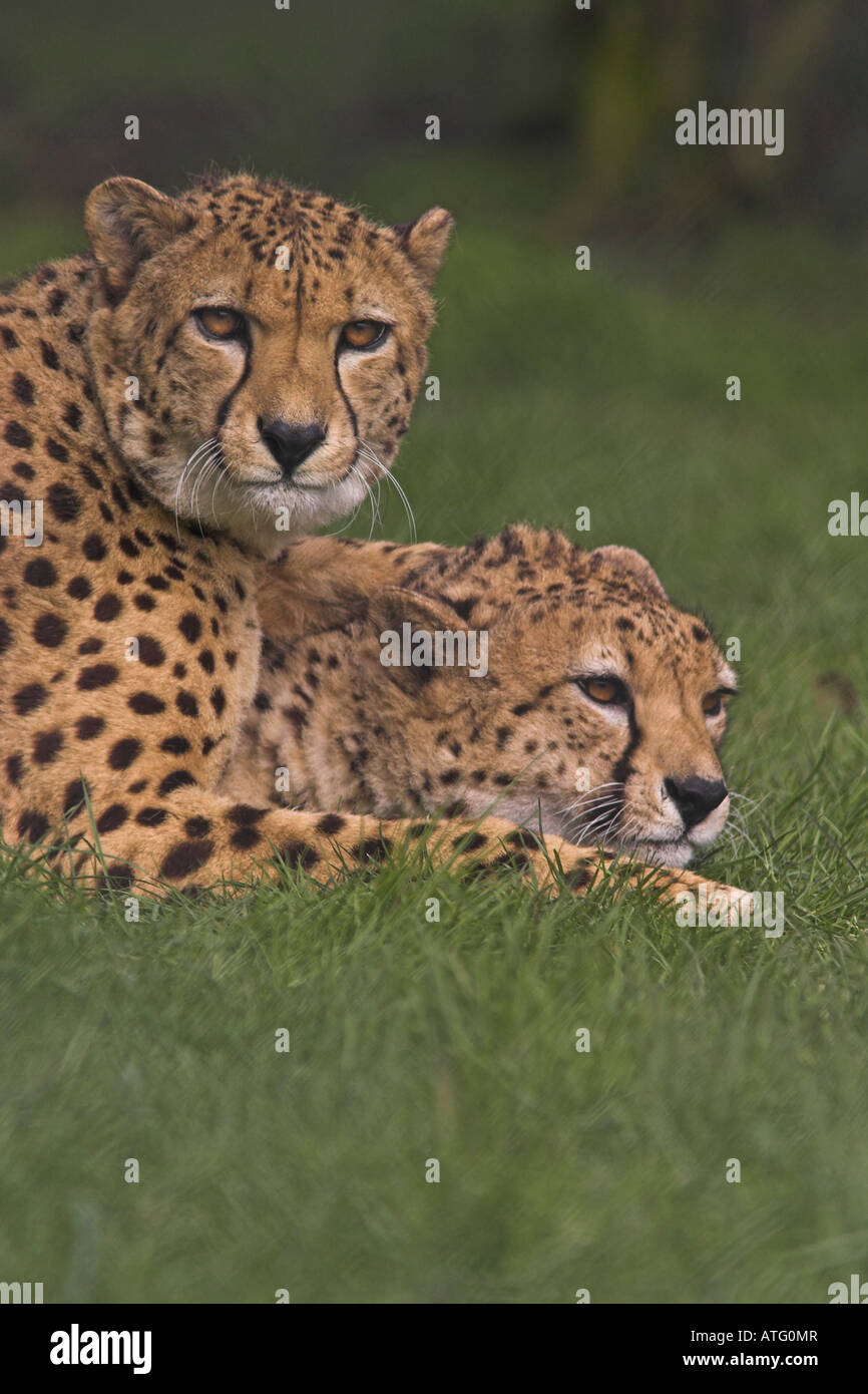 two cheetahs groom each other affectionately Stock Photo - Alamy