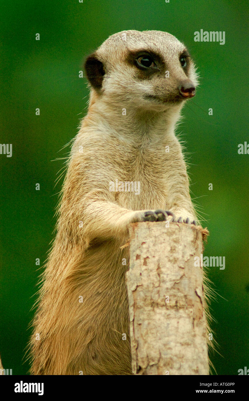 Meerkat keeping watch Stock Photo - Alamy