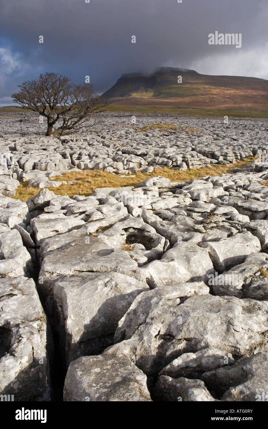 Lone hawthorn tree on limestone pavement below Ingleborough,white scars ...