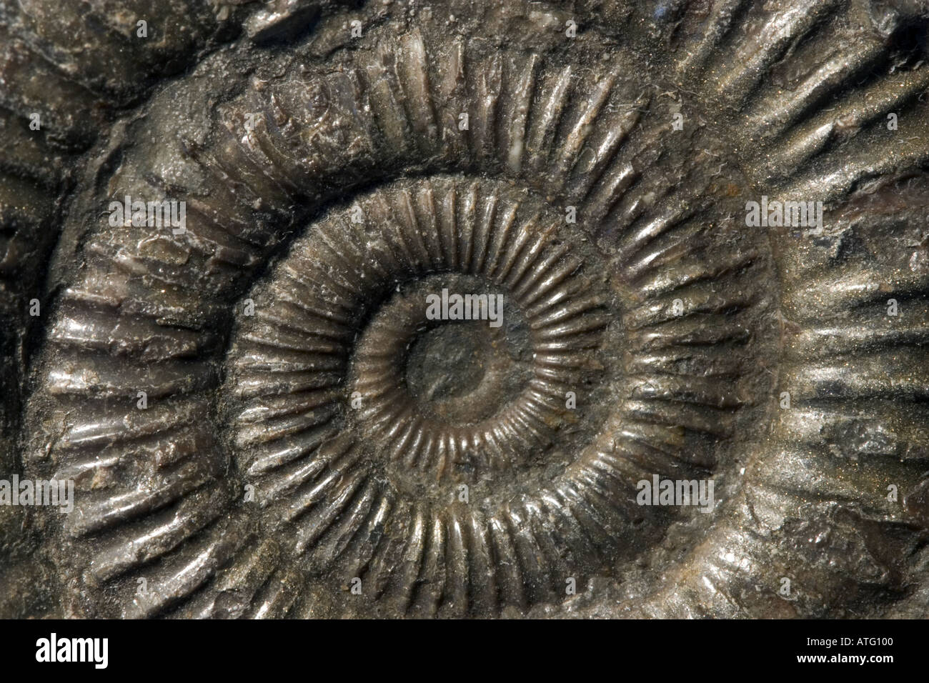 Ammonite hi-res stock photography and images - Alamy